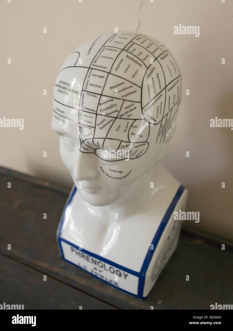 Phrenology model of a head Stock Photo - Alamy