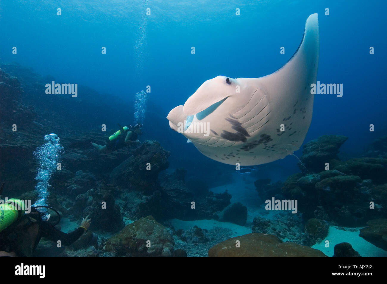 Divers encounter feeding Manta Rays Manta birostris Stock Photo - Alamy