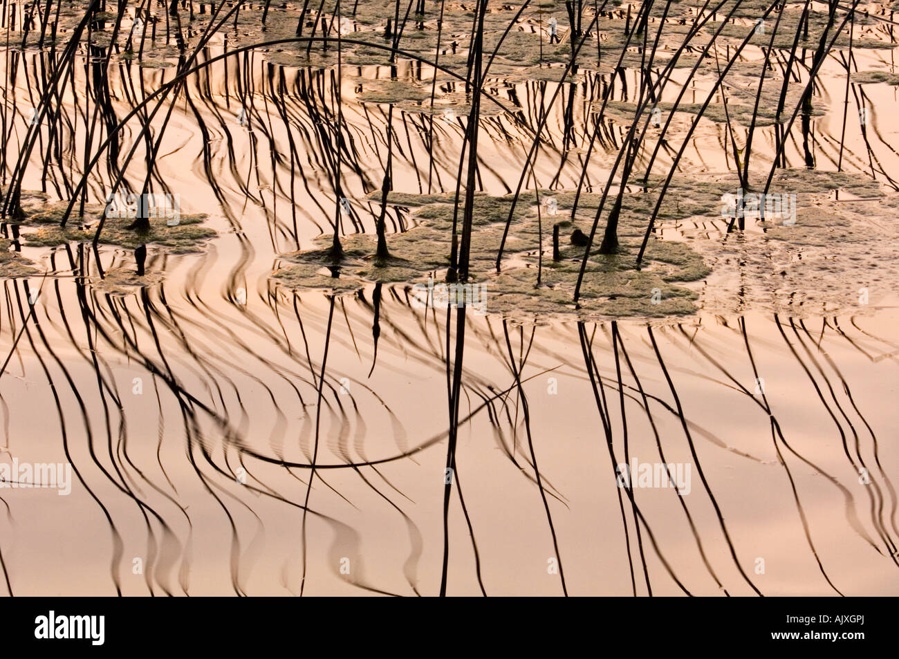 Eutrophication graphic hi-res stock photography and images - Alamy
