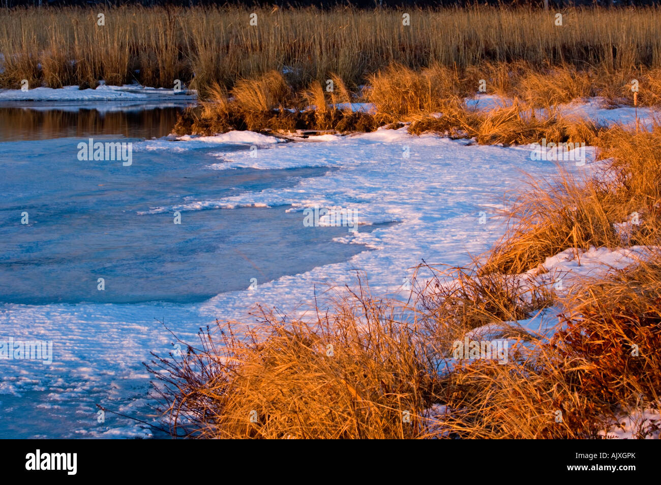 Reeds and shoreline grasses reflected in open water of Robinson Lake at ...