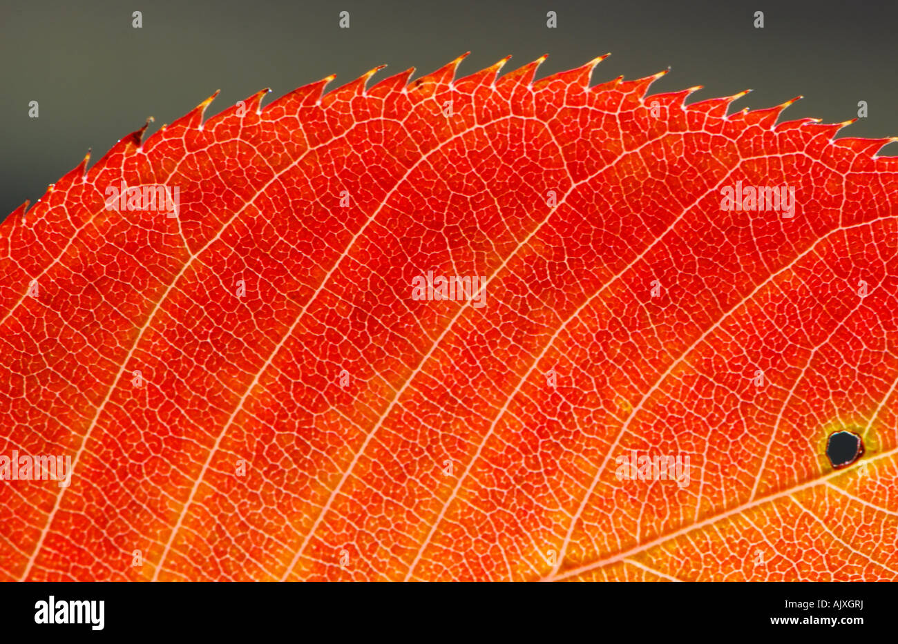 Serrated leaf hi-res stock photography and images - Alamy