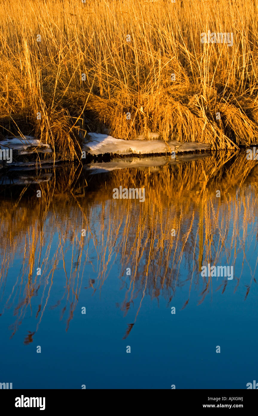 Common reeds reflected in Robinson Creek in late winter, Greater ...