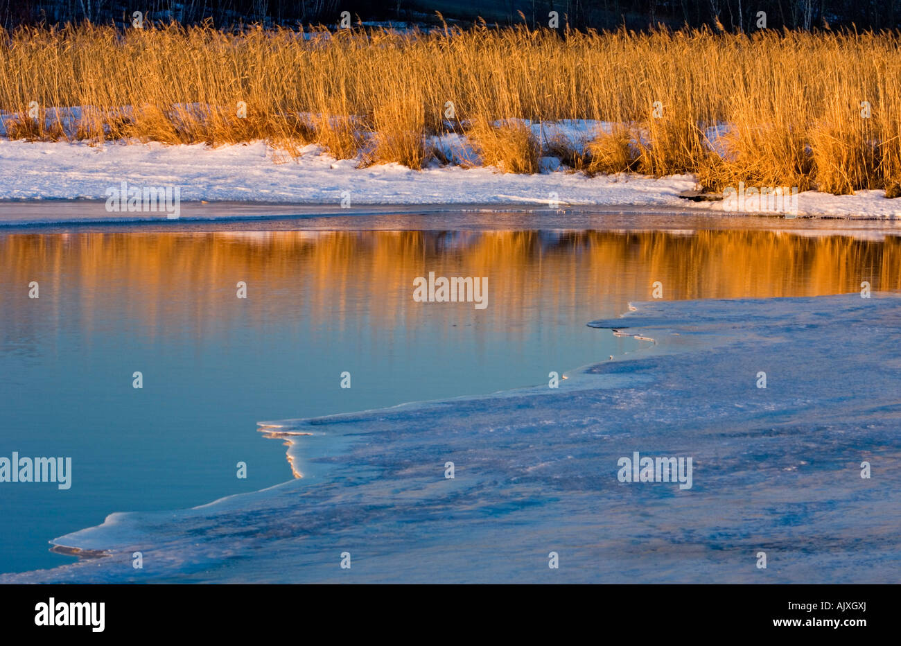 Reeds and shoreline grasses reflected in open water of Robinson Lake at ...