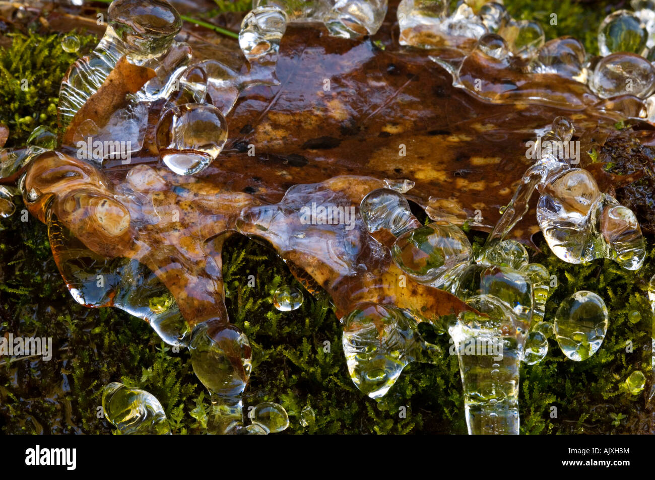 Ice-coated roadside vegetation 'dogwood winter', Great Smoky Mountains ...