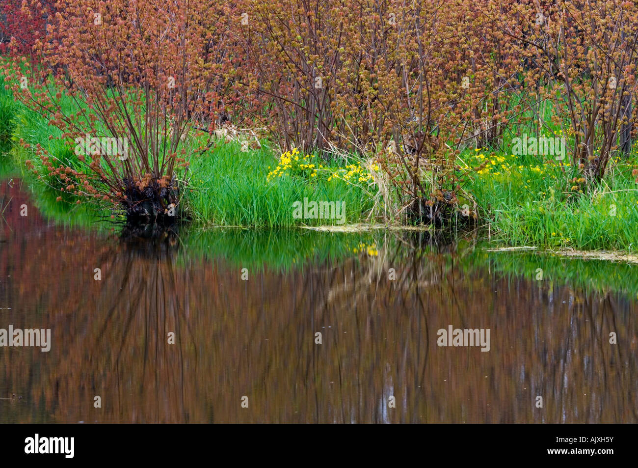 Greening marsh grasses, marsh marigolds and 'swamp' maples in early ...