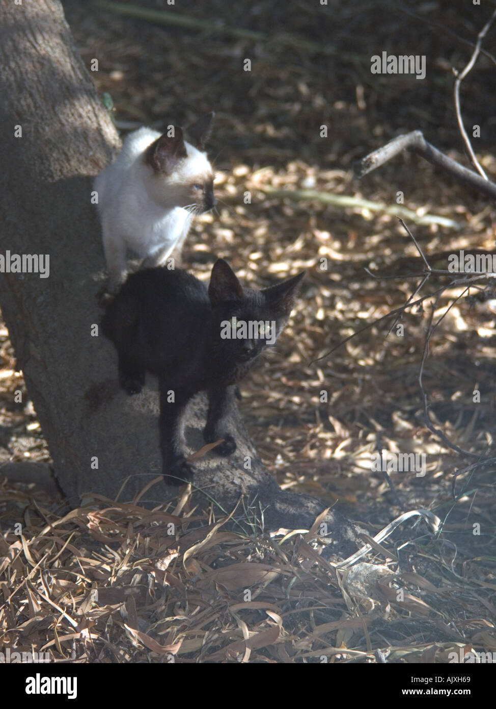 two cute young kitten playing around a tree trunk, dappled shade ...