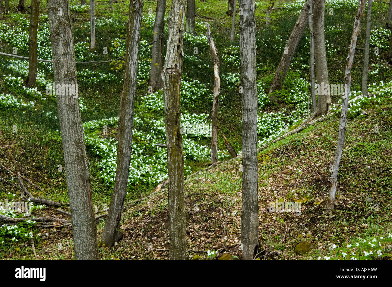 Maple tree trunks and trillium display, M'Chigeeng First Nation ...