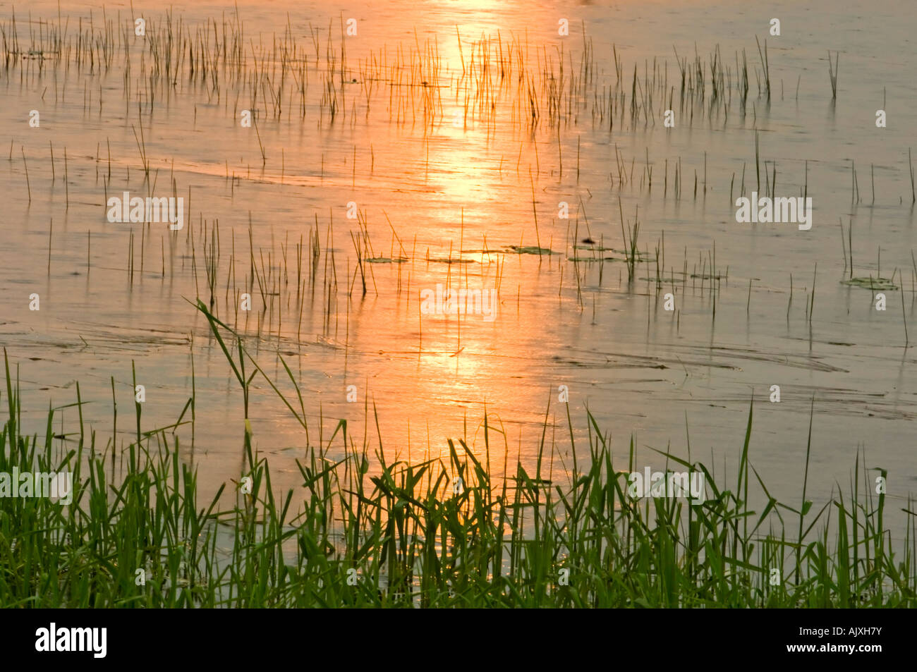 Sunrise light reflected on beaverpond with shoreline vegetation ...