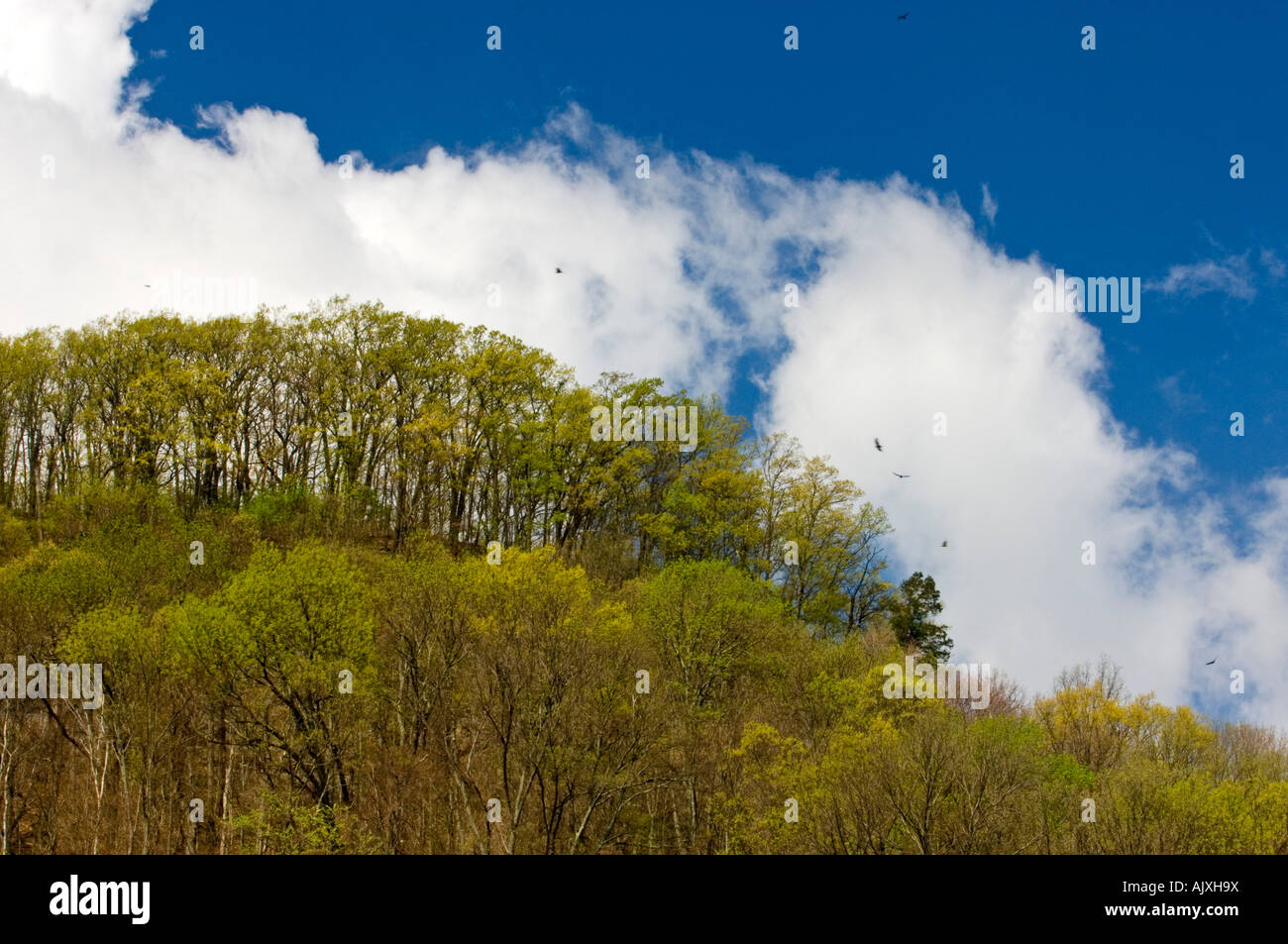 Turkey vultures soaring above mountain ridge with spring trees, near ...