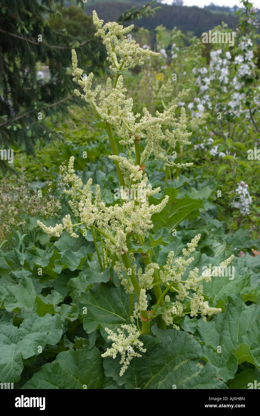 Rhubarb plant in flower Stock Photo - Alamy