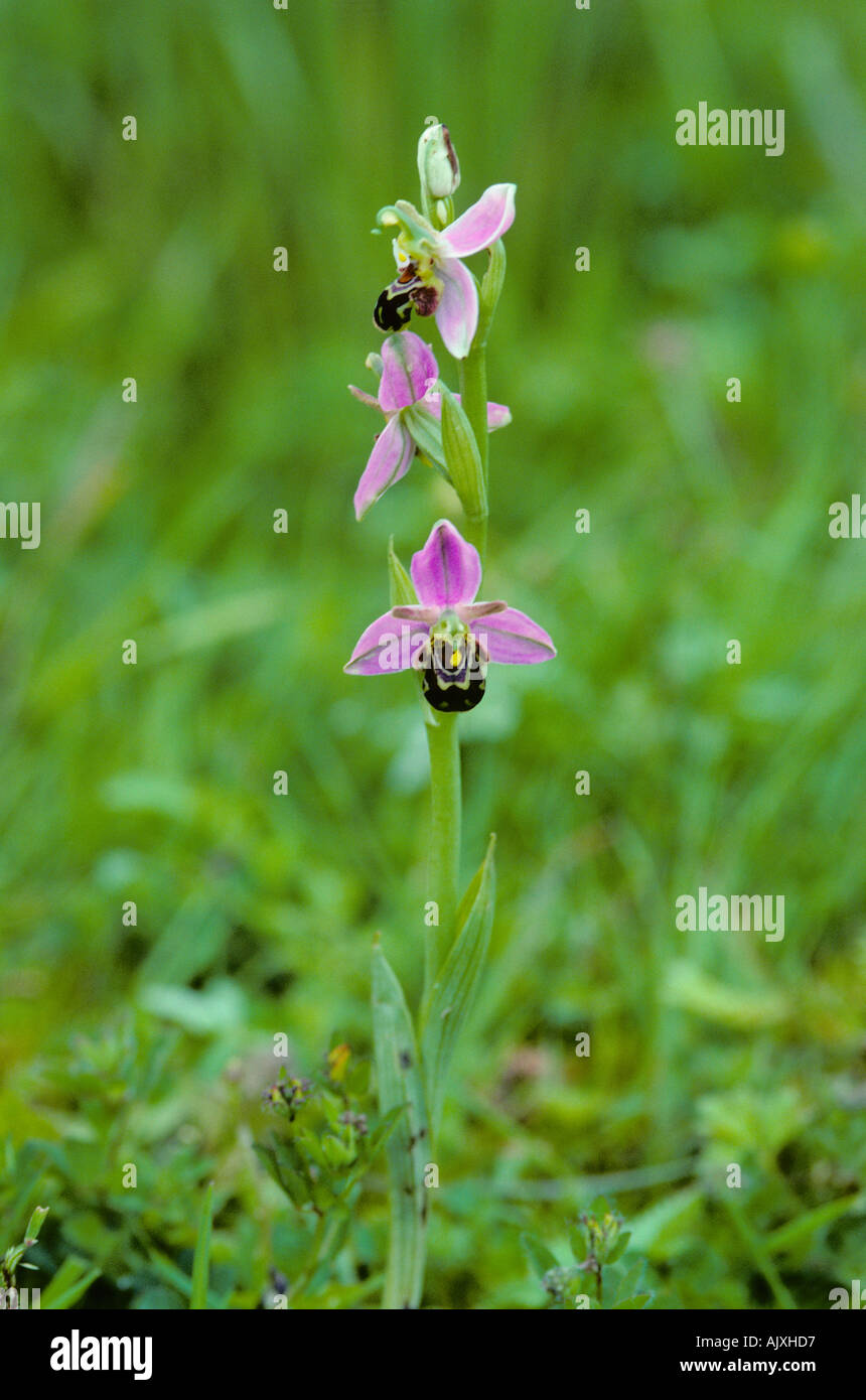 Bee Orchid Ophrys apifera Stock Photo - Alamy