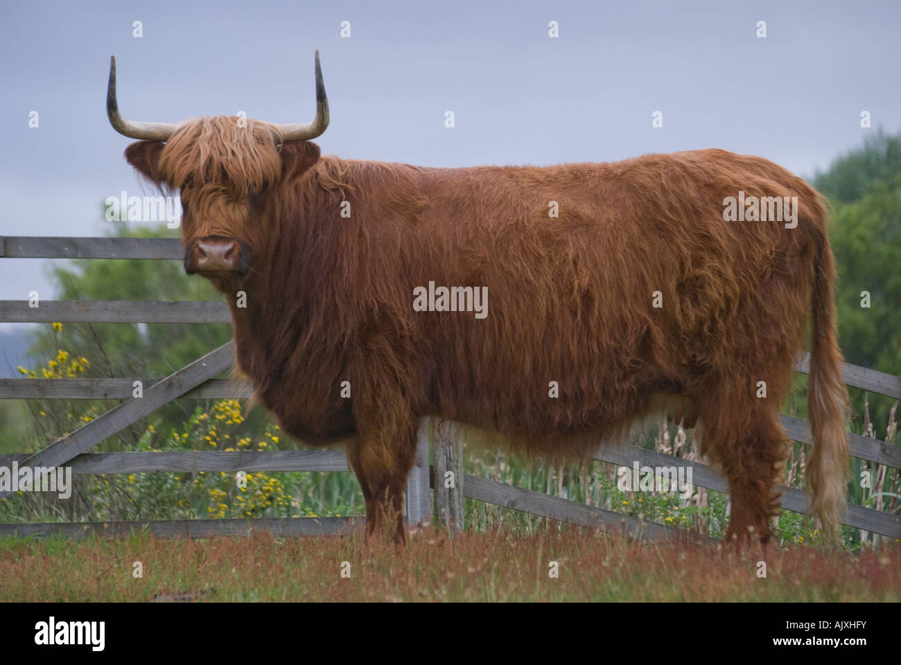 Livestock cattle cows horns hi-res stock photography and images - Alamy