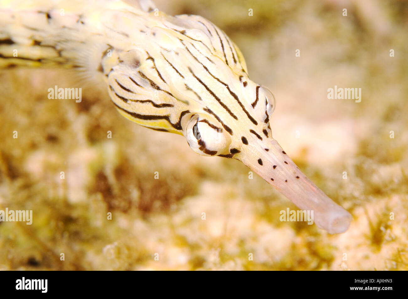 Scribbled Pipefish portrait Corythoichthys flavofasciatus Yap ...