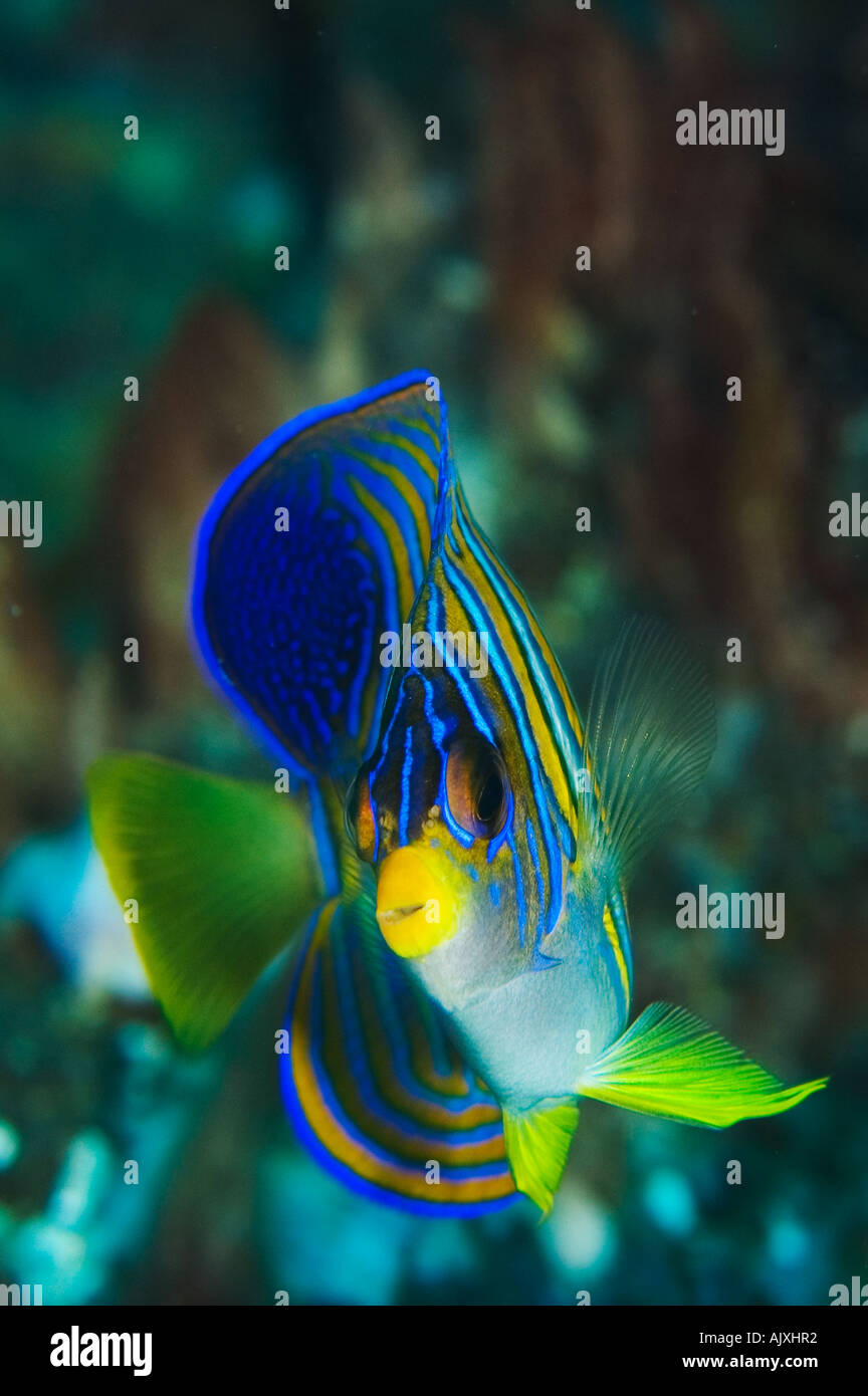 Regal angelfish pygoplites diacanthus swimming hi-res stock photography ...