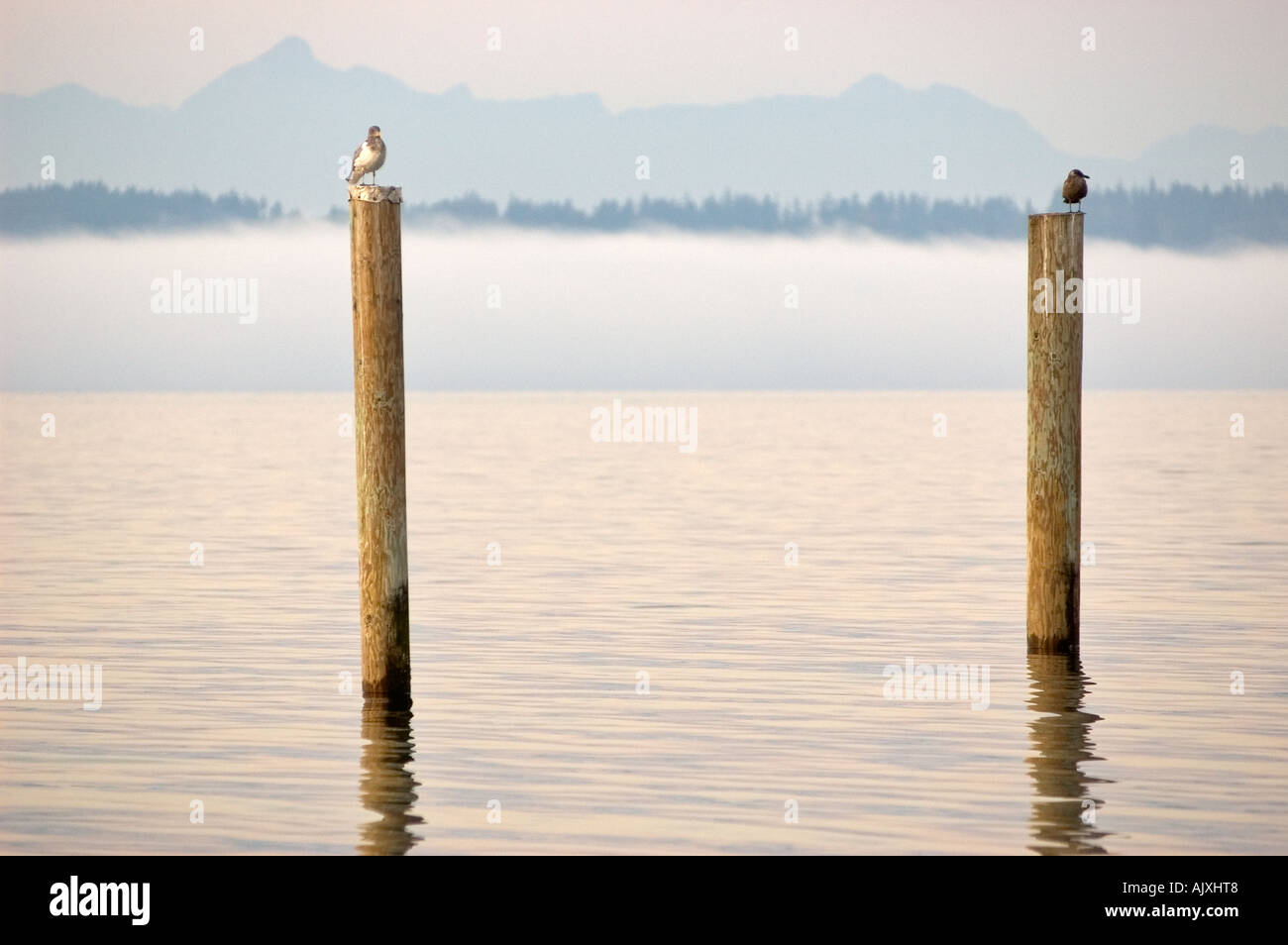 Two old birds hi-res stock photography and images - Alamy