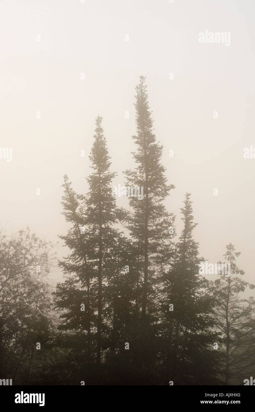 Spruce trees in morning mist, Greater Sudbury, Ontario, Canada Stock ...