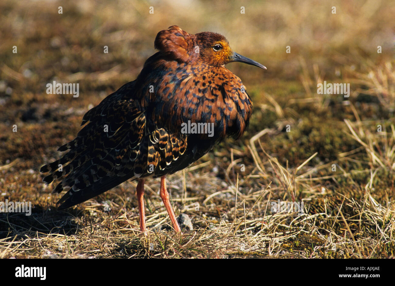 Ruff male in breeding plumage Philomachus pugnax Stock Photo - Alamy