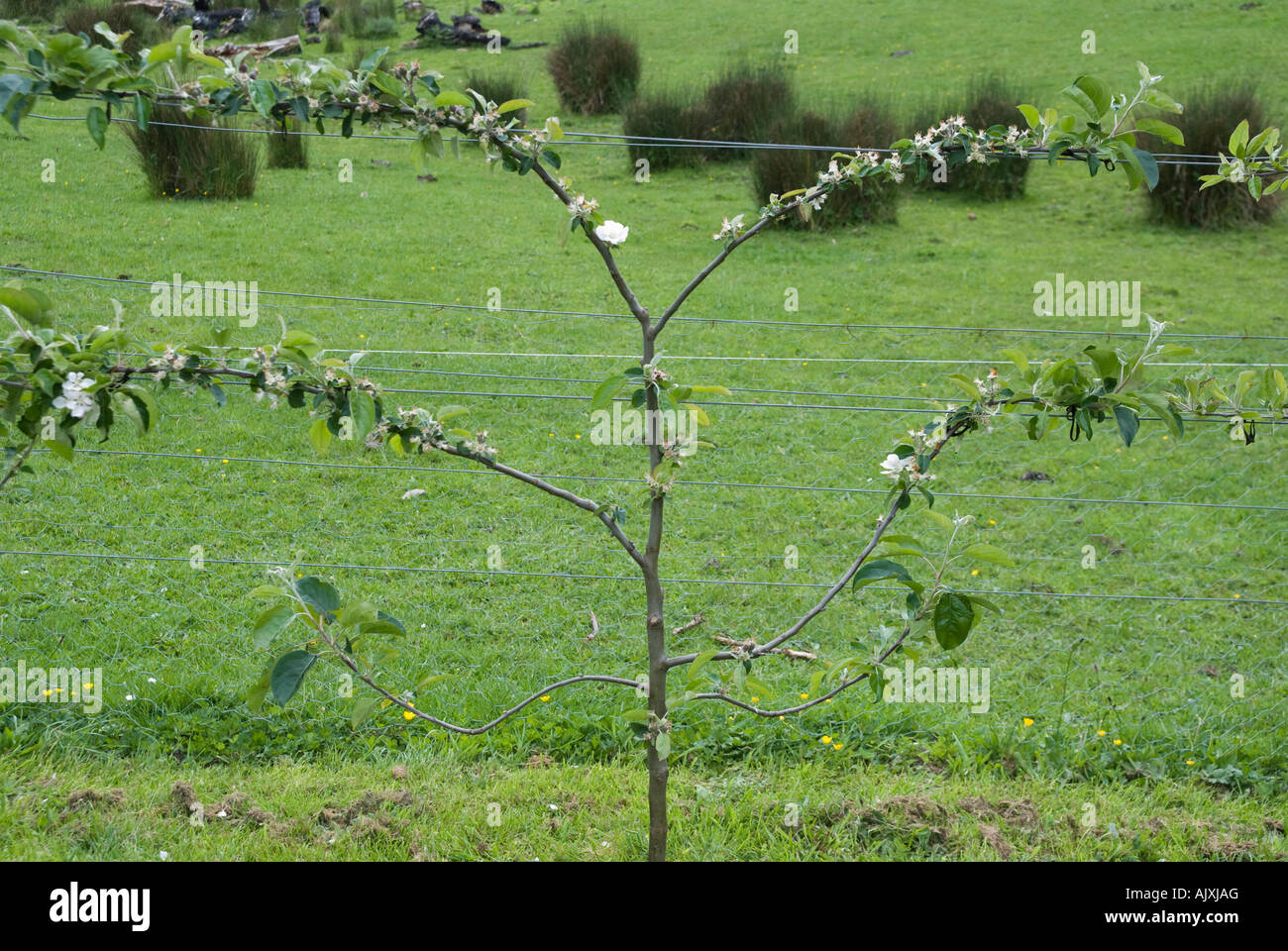 An apple tree espaliered to a wire fence Stock Photo - Alamy