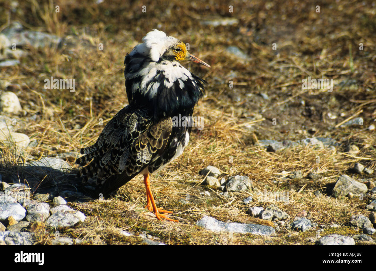 Ruff male bird hi-res stock photography and images - Alamy
