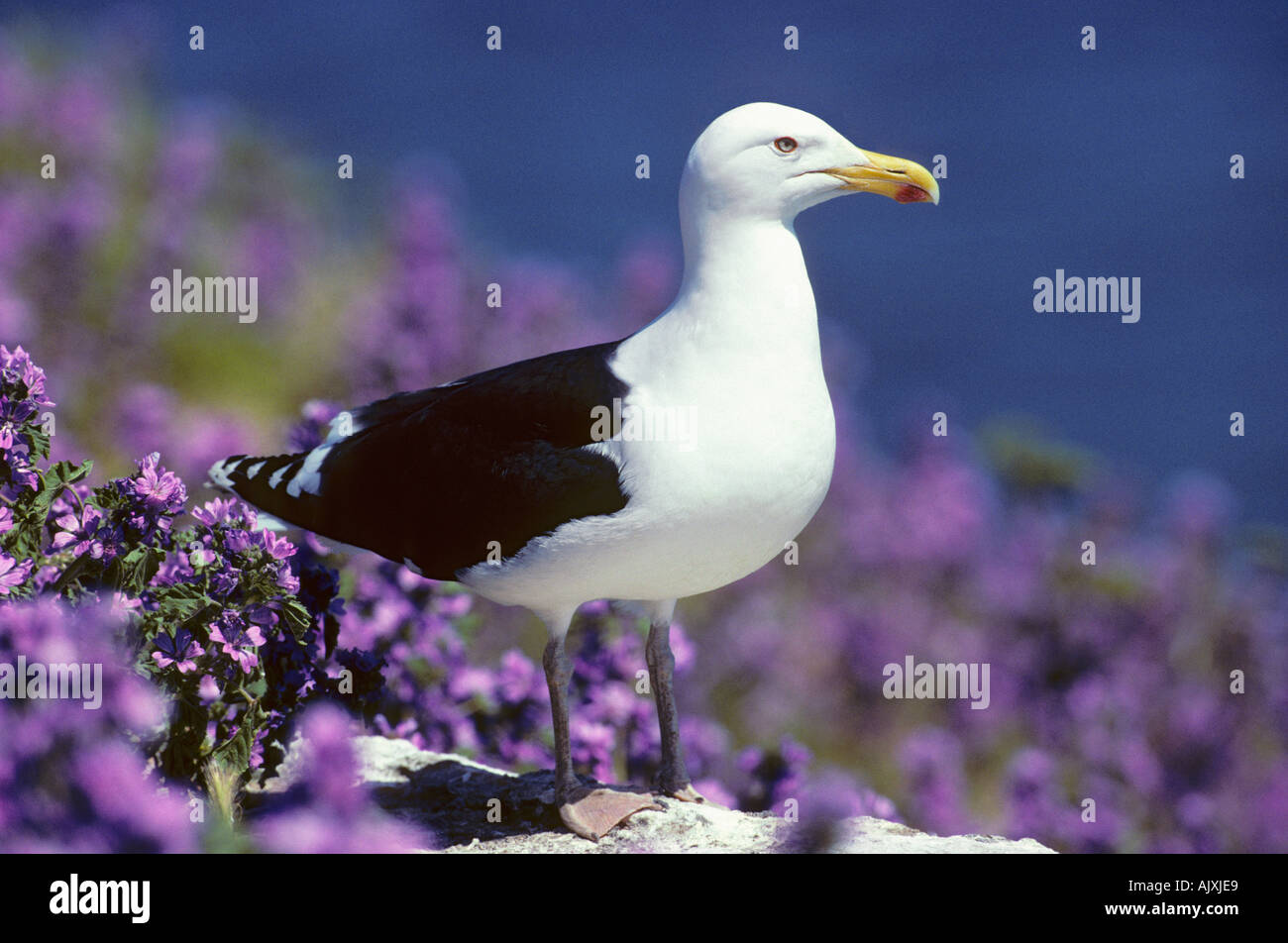 Larus marinus laridae natural bird hi-res stock photography and images ...