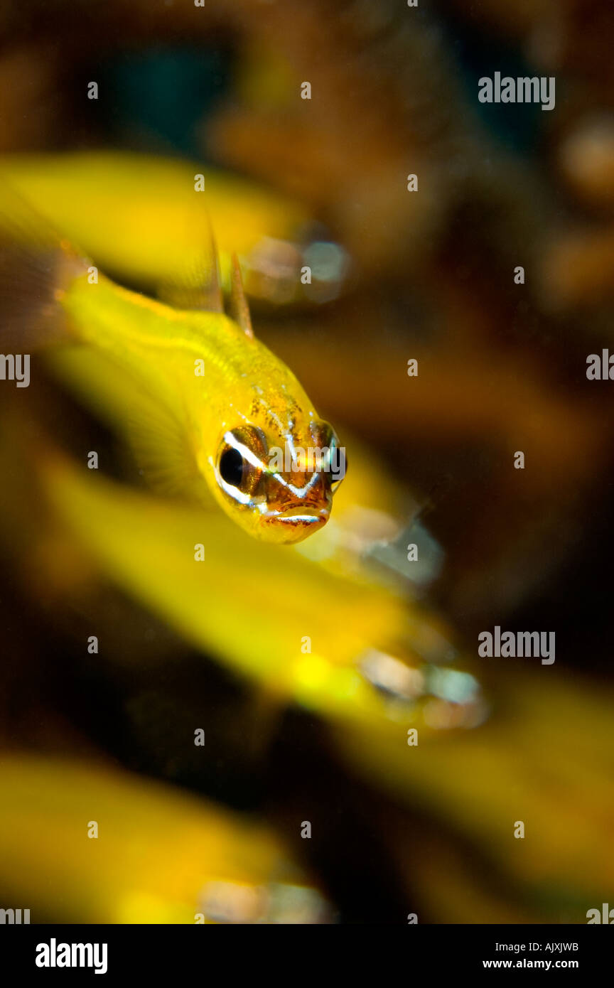 School yellow fish hi-res stock photography and images - Alamy