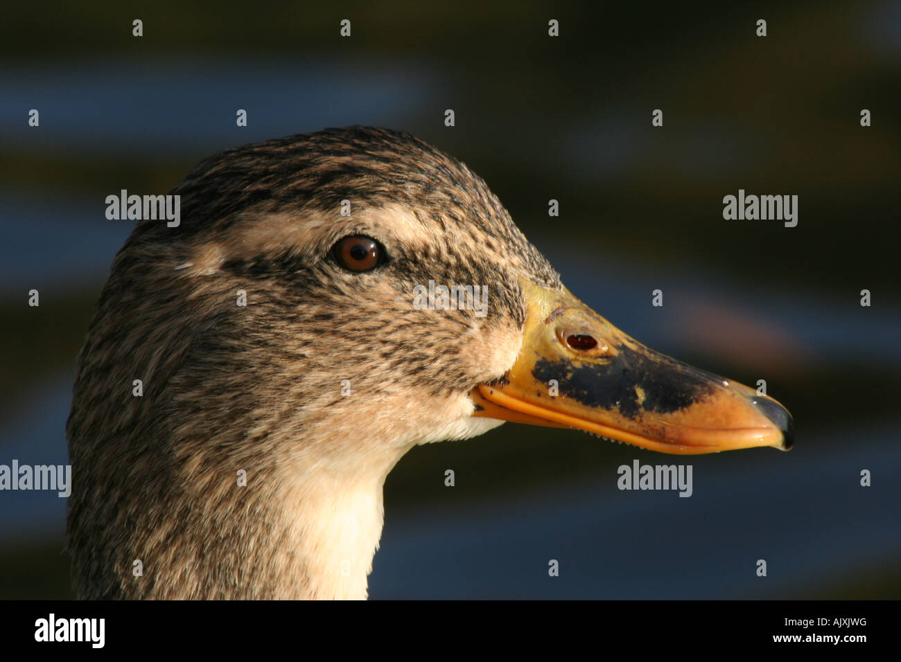 Drake head hi-res stock photography and images - Alamy