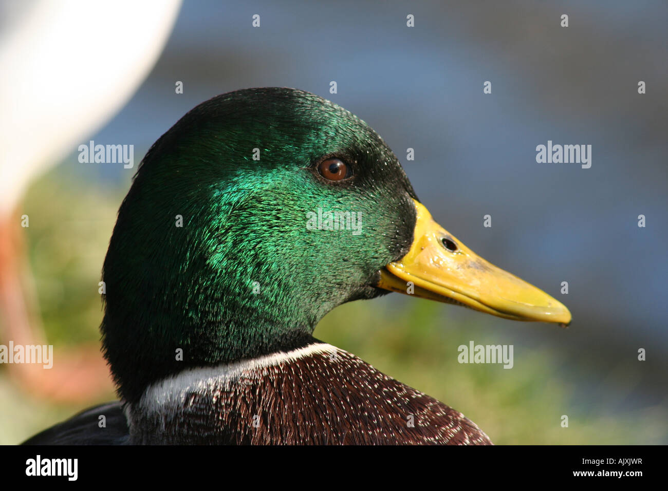Mallard head hi-res stock photography and images - Alamy