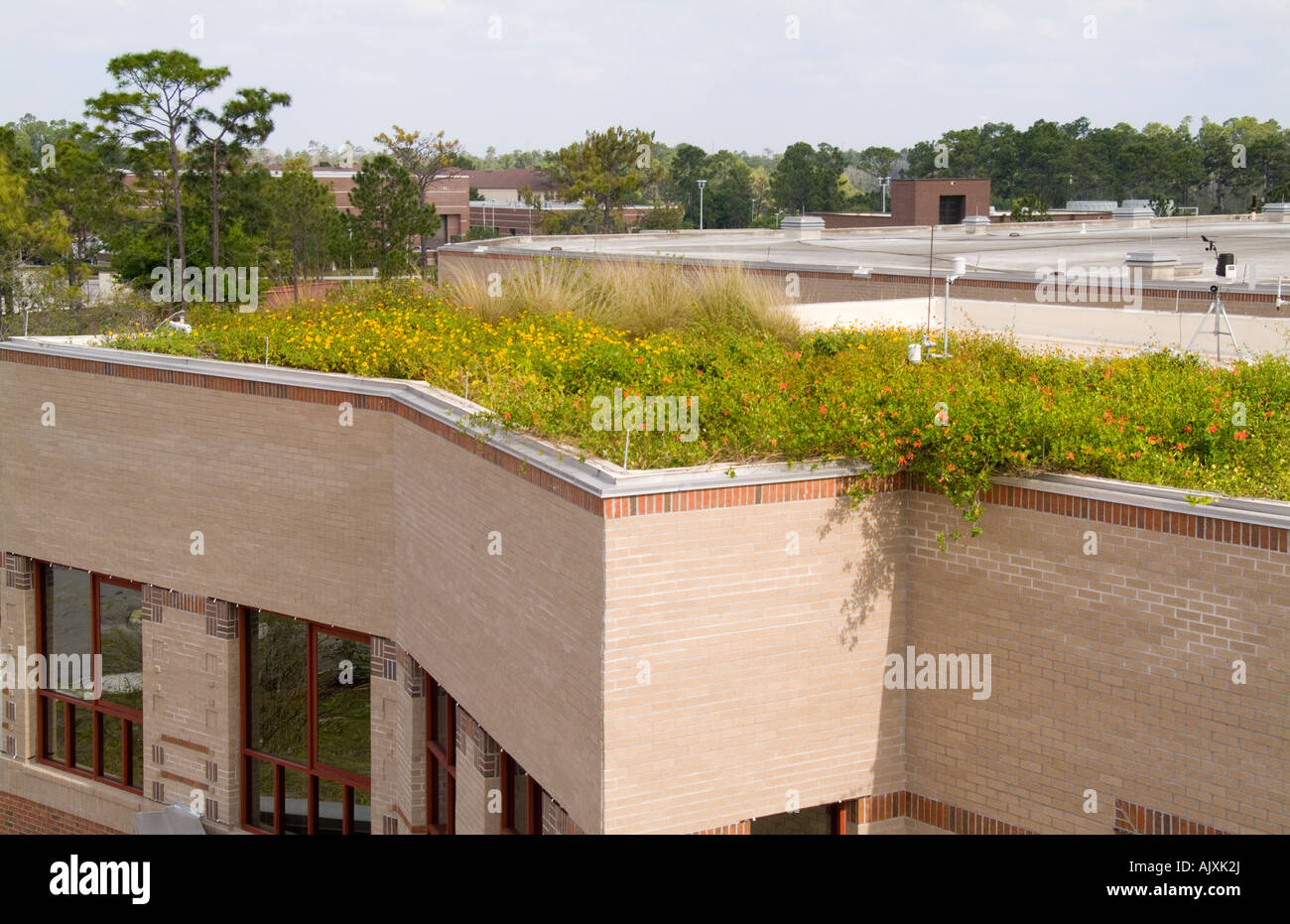 Green roof with plants on college roof to conserve energy and save ...