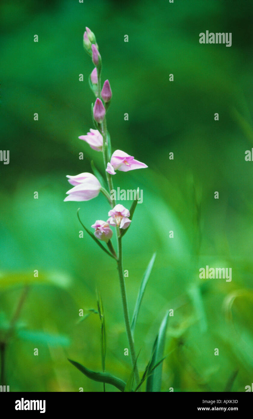 Red Helleborine Cephalanthera rubra Stock Photo - Alamy