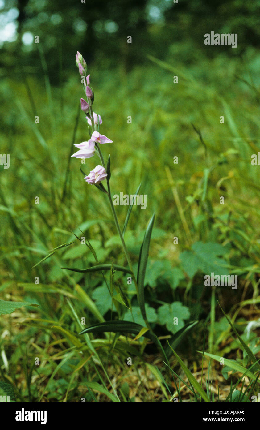 Red Helleborine Cephalanthera rubra Stock Photo - Alamy