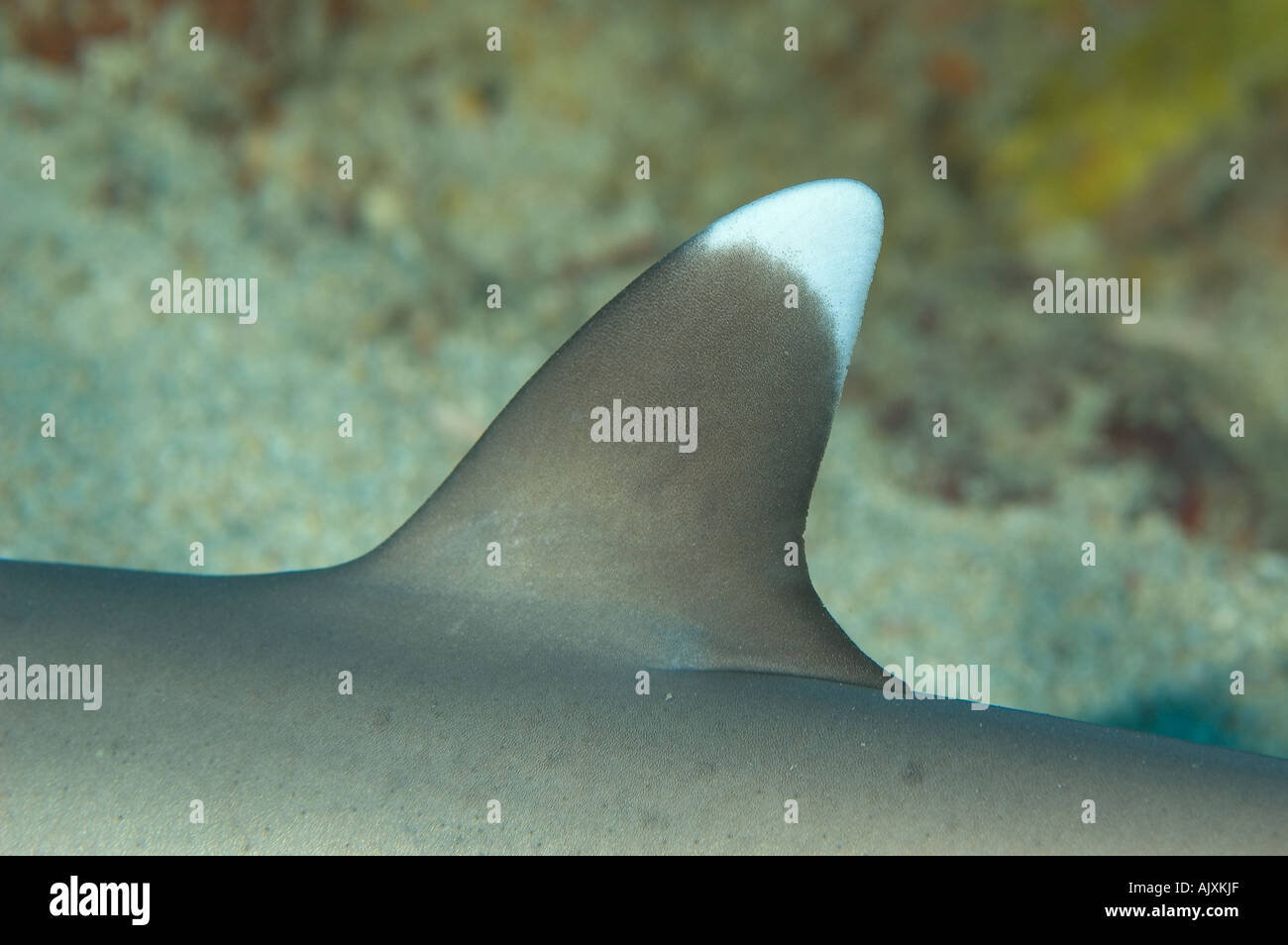 White Tip Reef Shark Dorsal Fin Triaenodon obesus Yap Micronesia ...