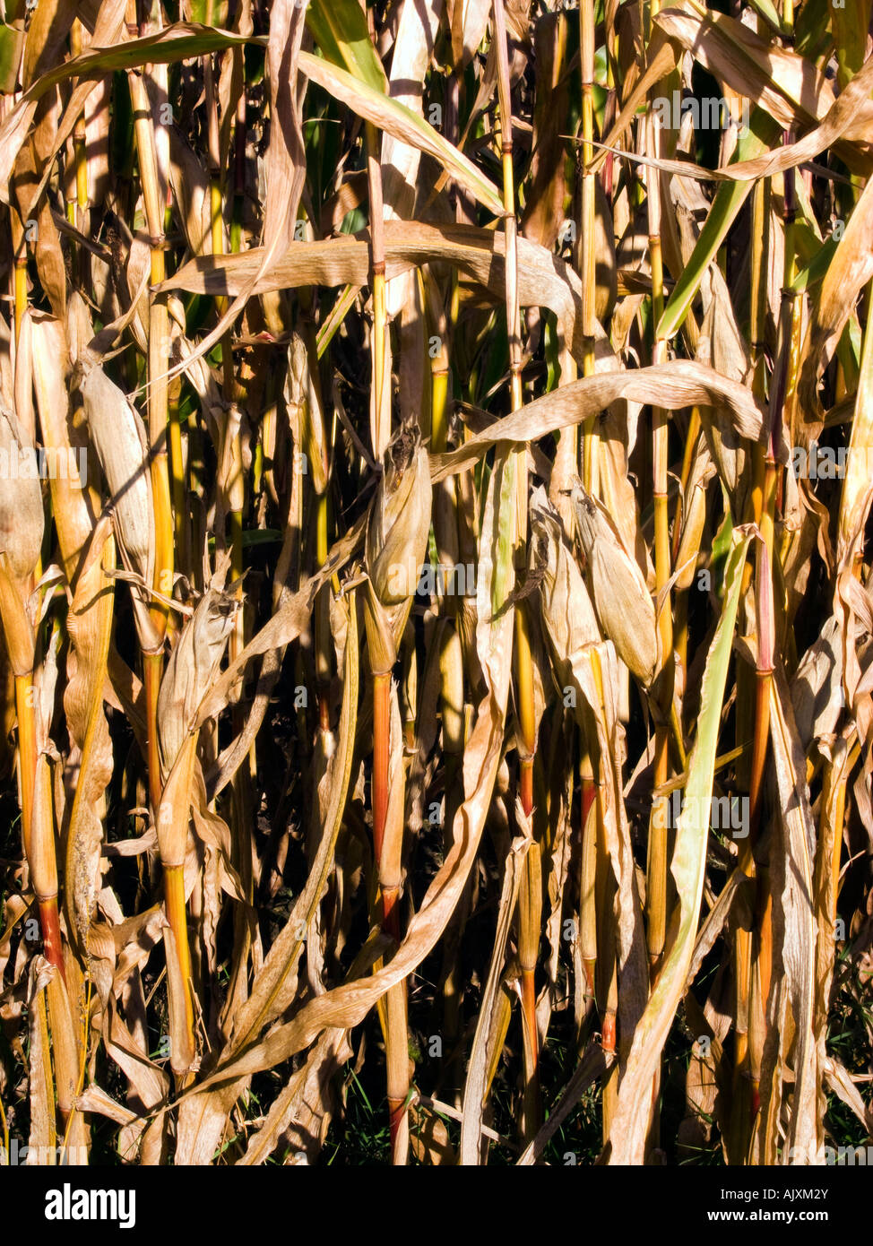 dried corn on the cob plant stalks Stock Photo - Alamy