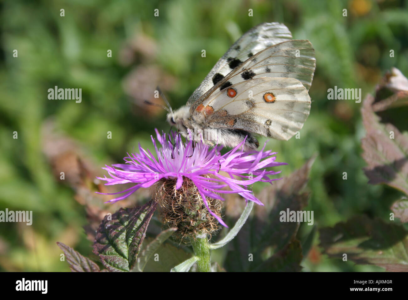 Flora of the maritime alps hi-res stock photography and images - Alamy