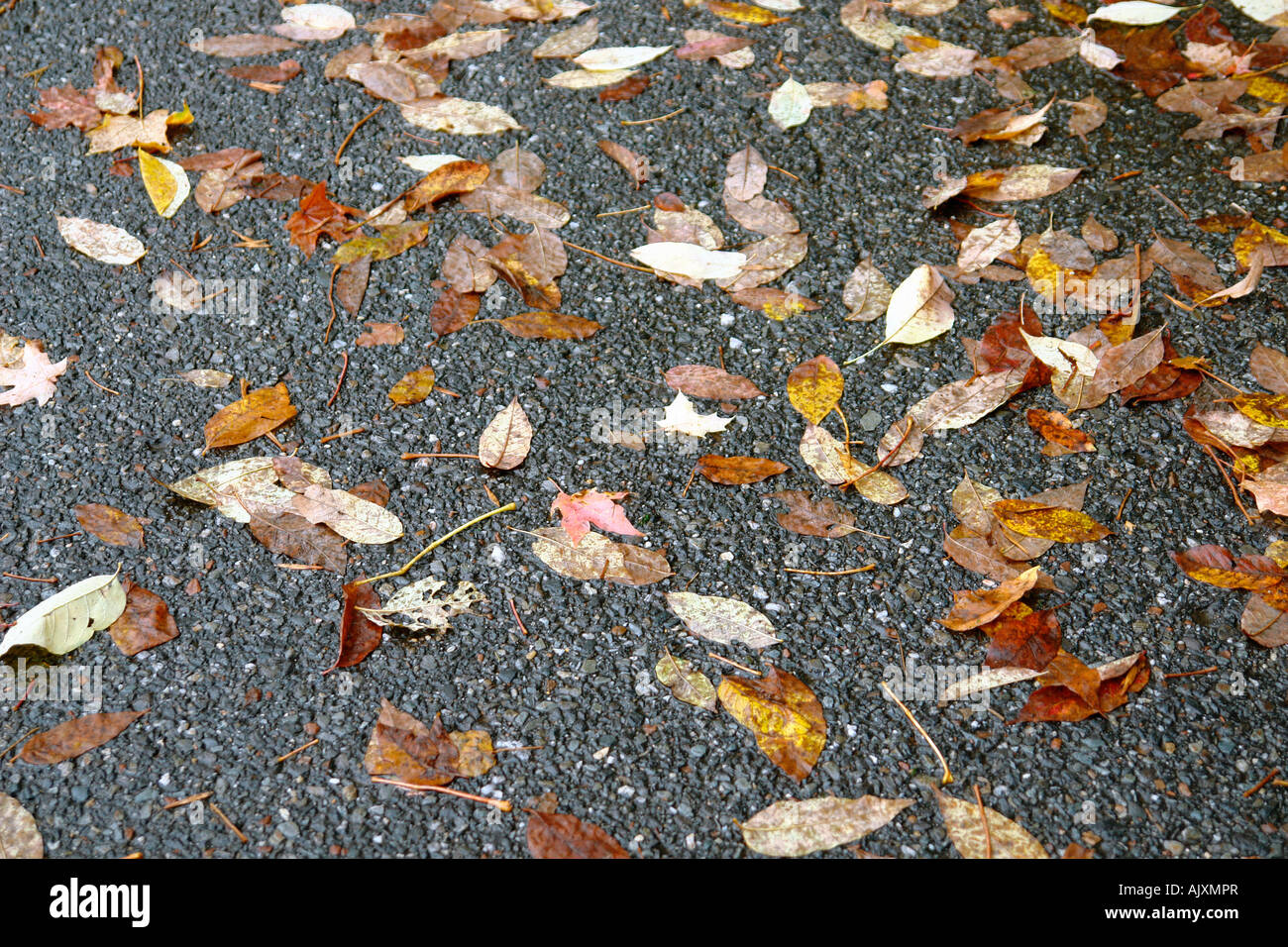 Many Autumn Leaves on a Wet Ground Viewed from Above Stock Photo - Alamy