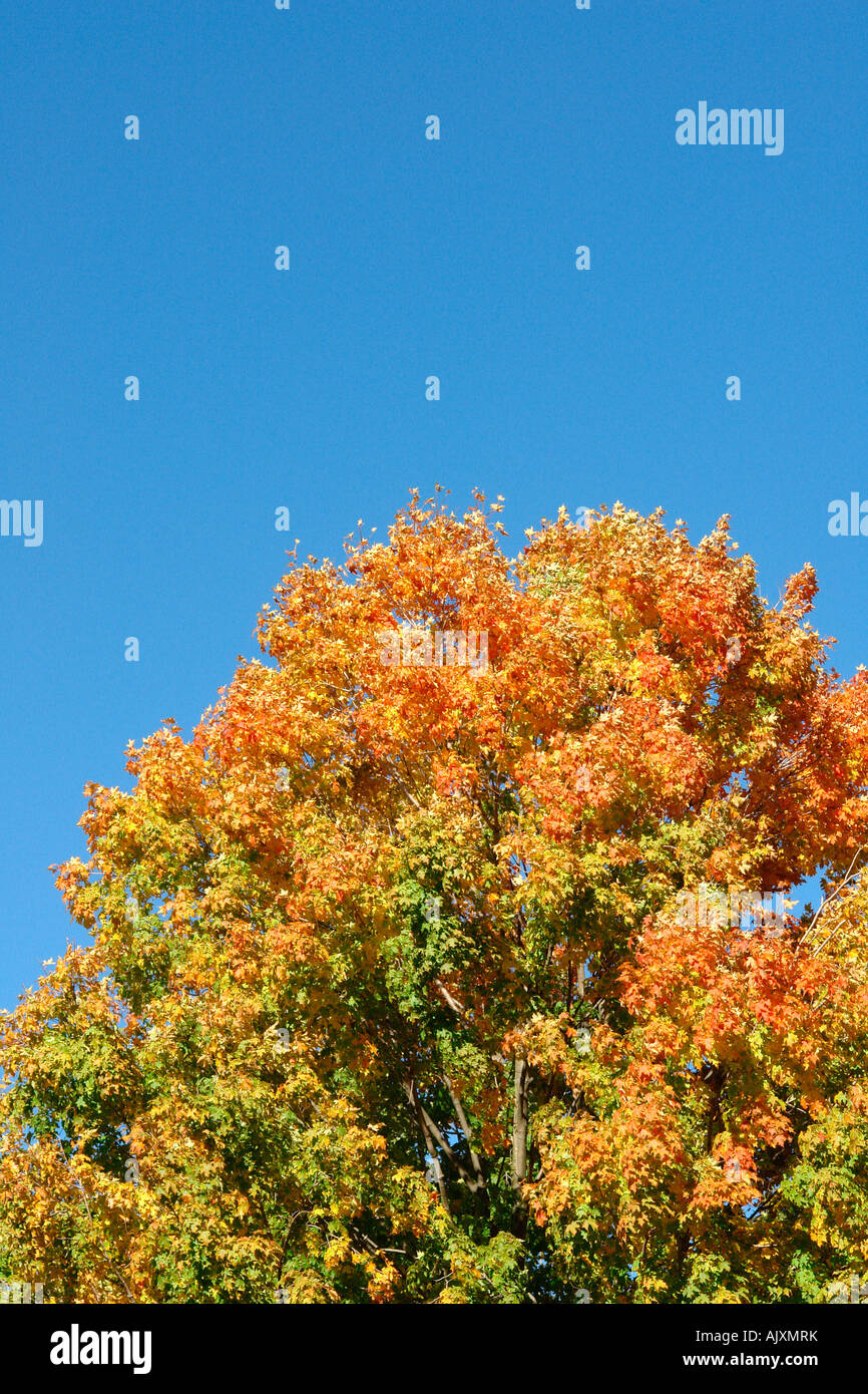 Vibrantly Colored Autumn Leaves Fall Foliage Stock Photo - Alamy