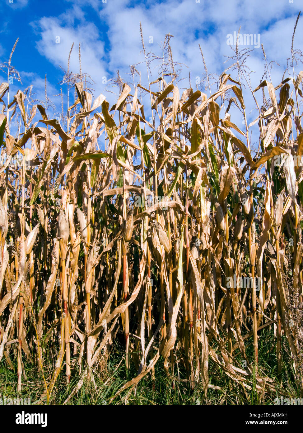 dried corn on the cob plant stalks Stock Photo - Alamy
