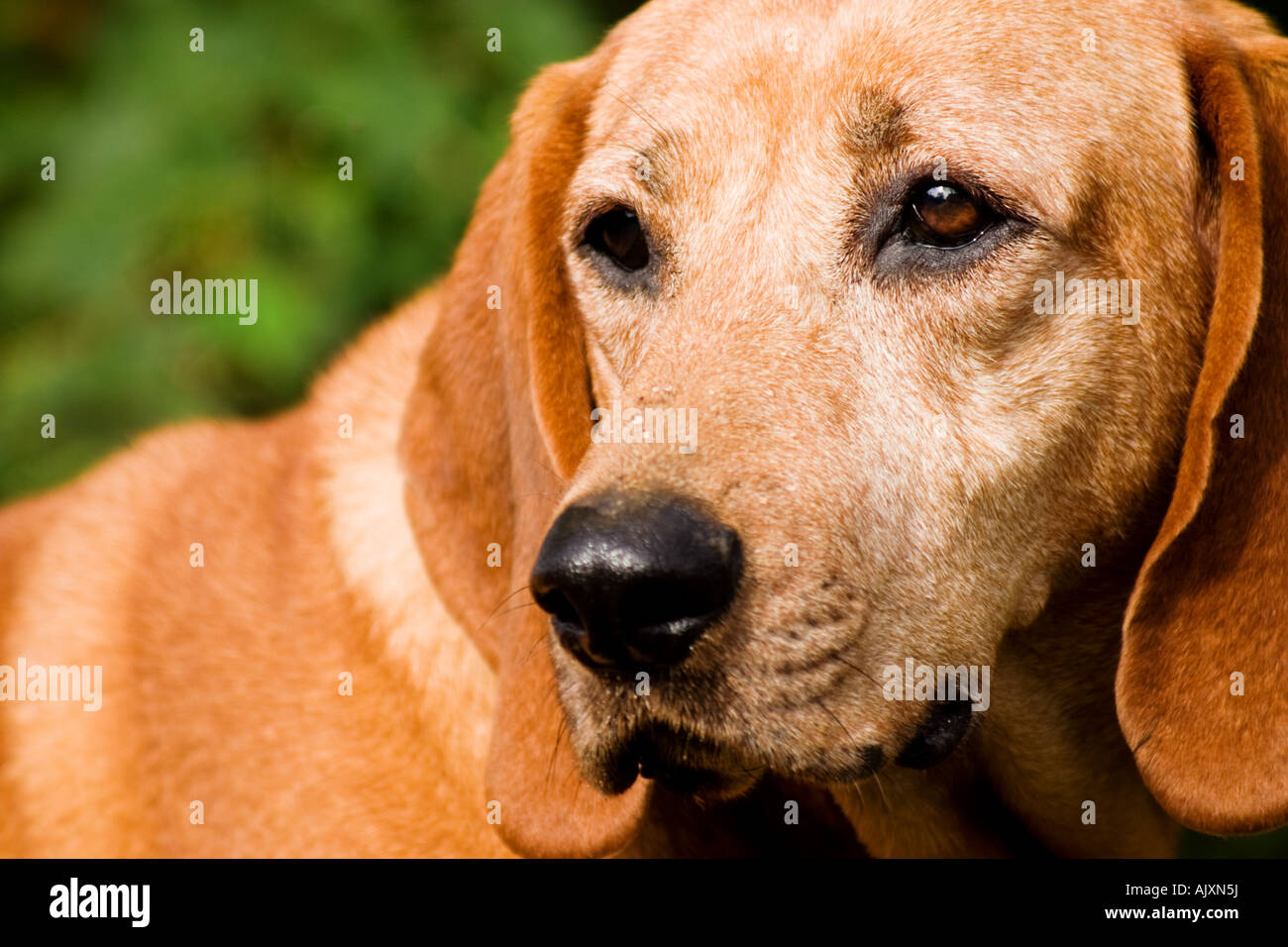 Old hound hi-res stock photography and images - Alamy