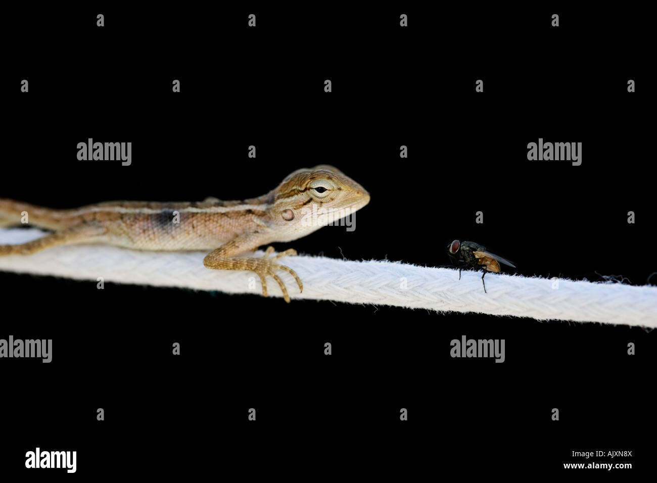 Tiny lizard eyeing up a fly on a washing line against a black ...
