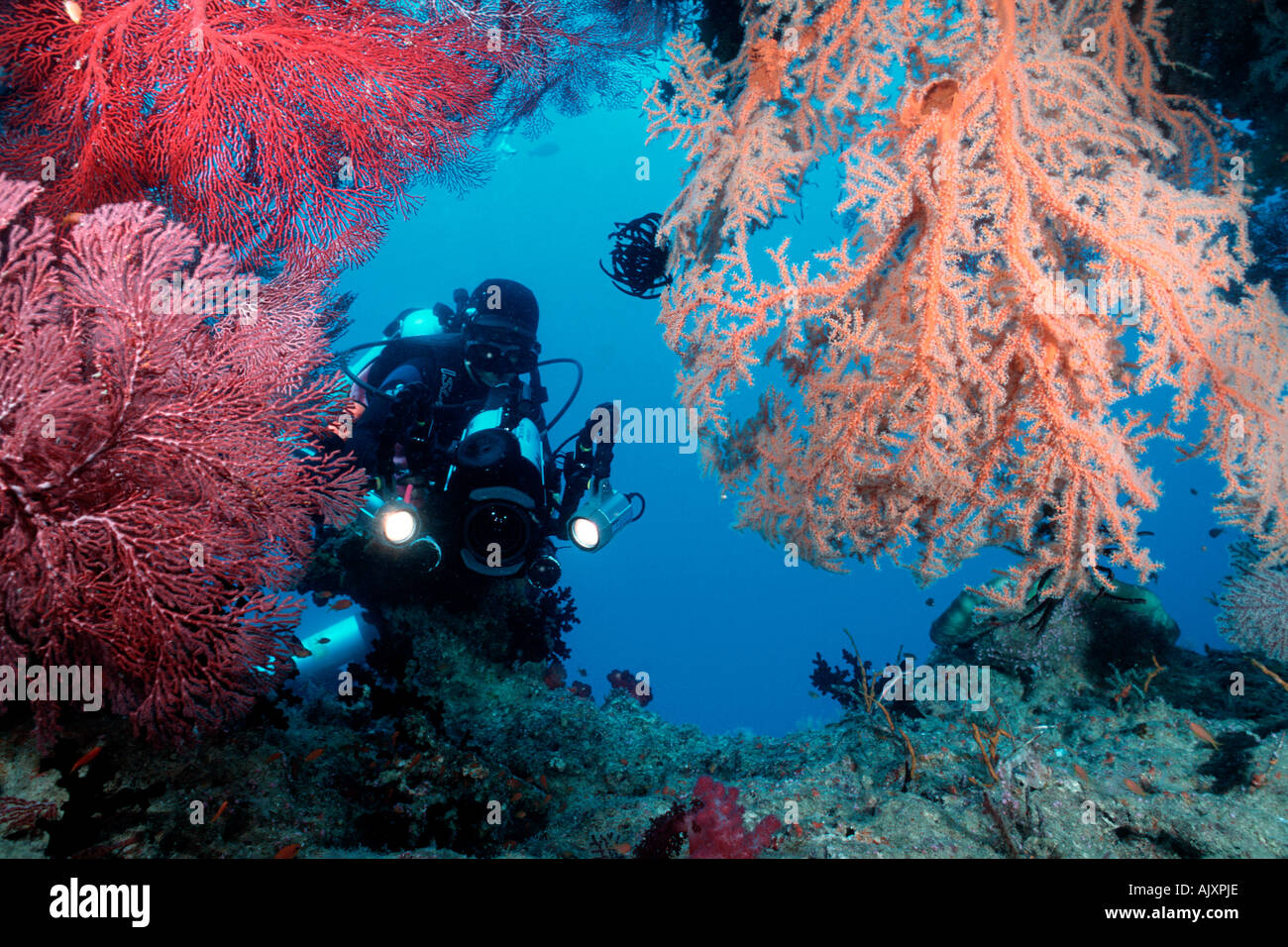 Scuba diver and soft corals Gorgonia sp Window of Dreams Fiji Pacific ...