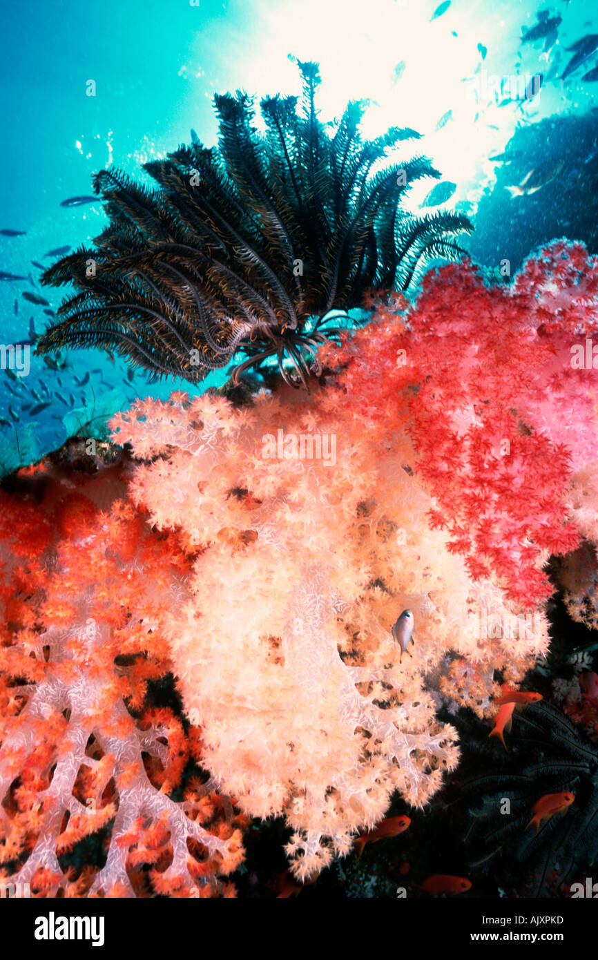 Crinoids and Soft corals Dendronepthya sp Fiji Pacific Ocean Stock ...
