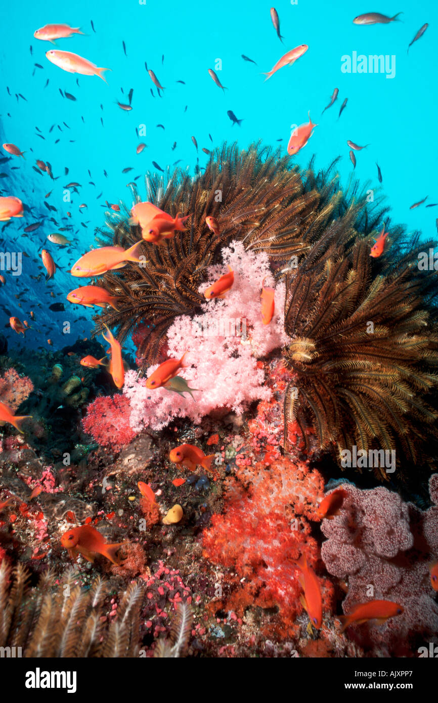 Anthias Pseudanthias sp soft corals Dendronephthya sp gorgonia sp Fiji ...
