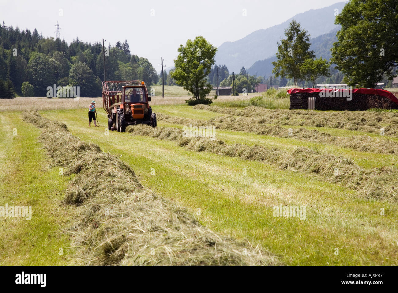 Hay making family with tractor gathering harvest in Alpine valley ...