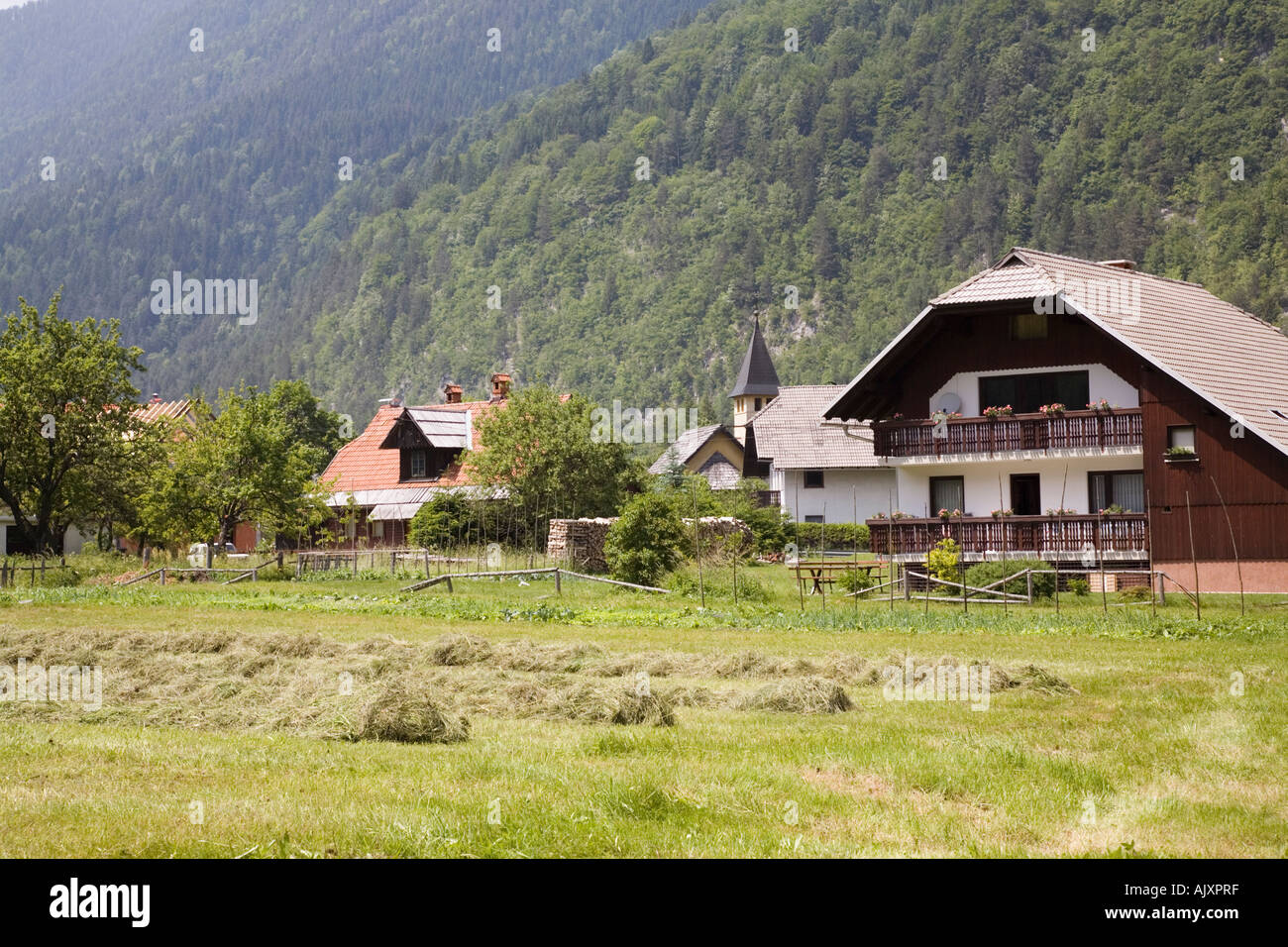 Hay meadow with cut hay in Alpine valley in Julian Alps in summer ...