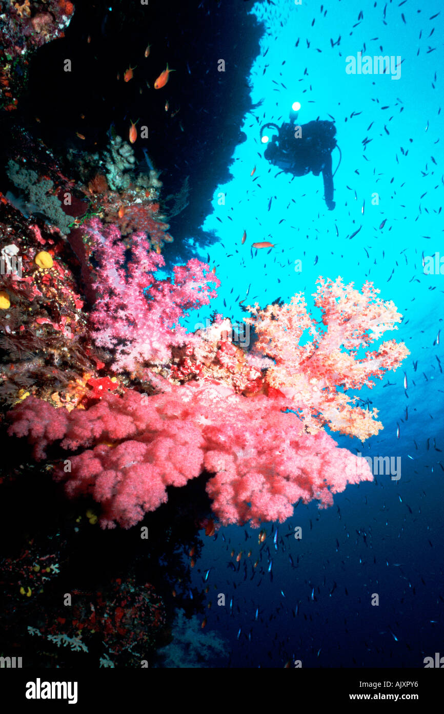Anthias Pseudanthias sp soft corals Dendronephthya sp gorgonia sp Fiji ...