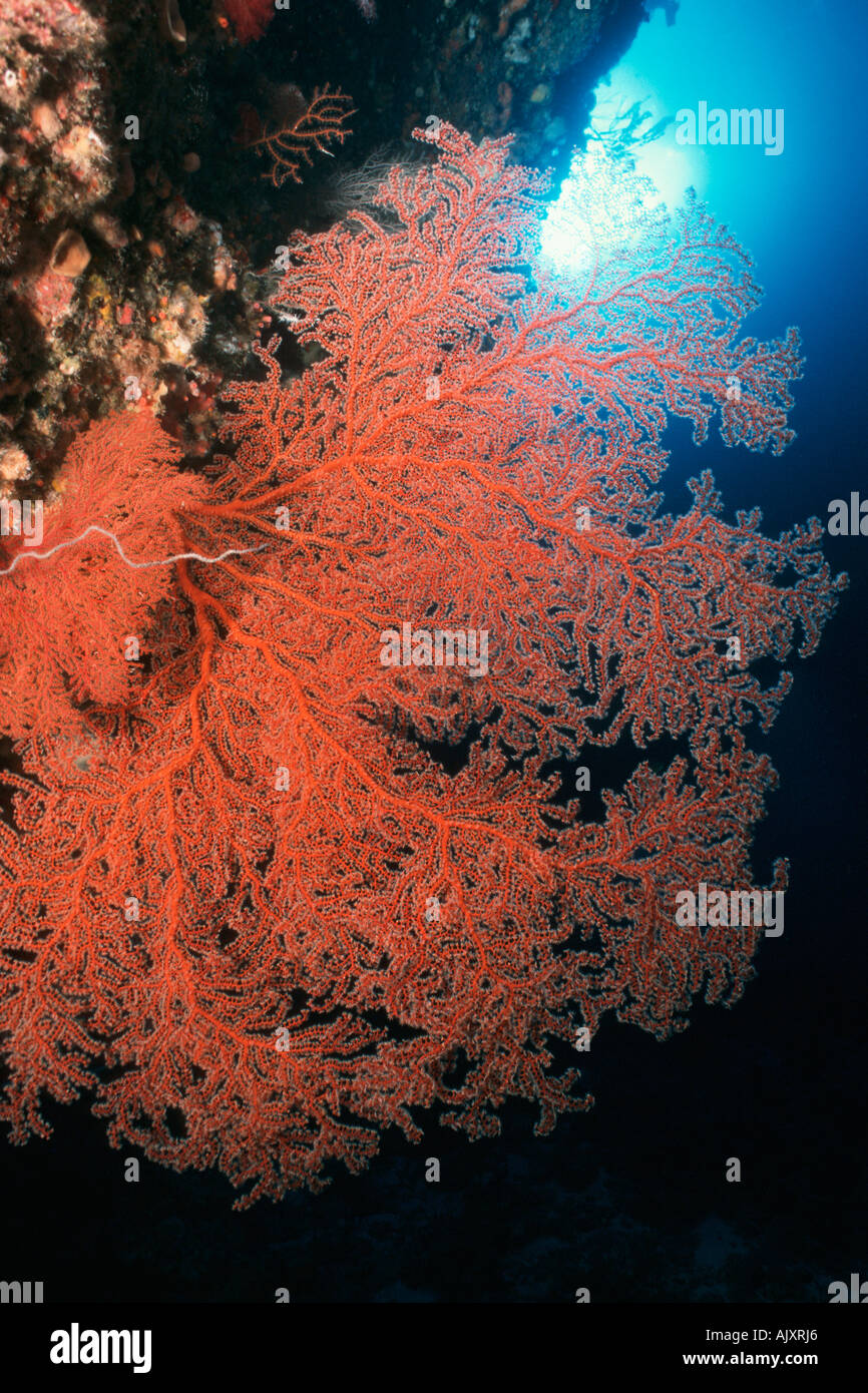 Gorgonia sp hi-res stock photography and images - Alamy