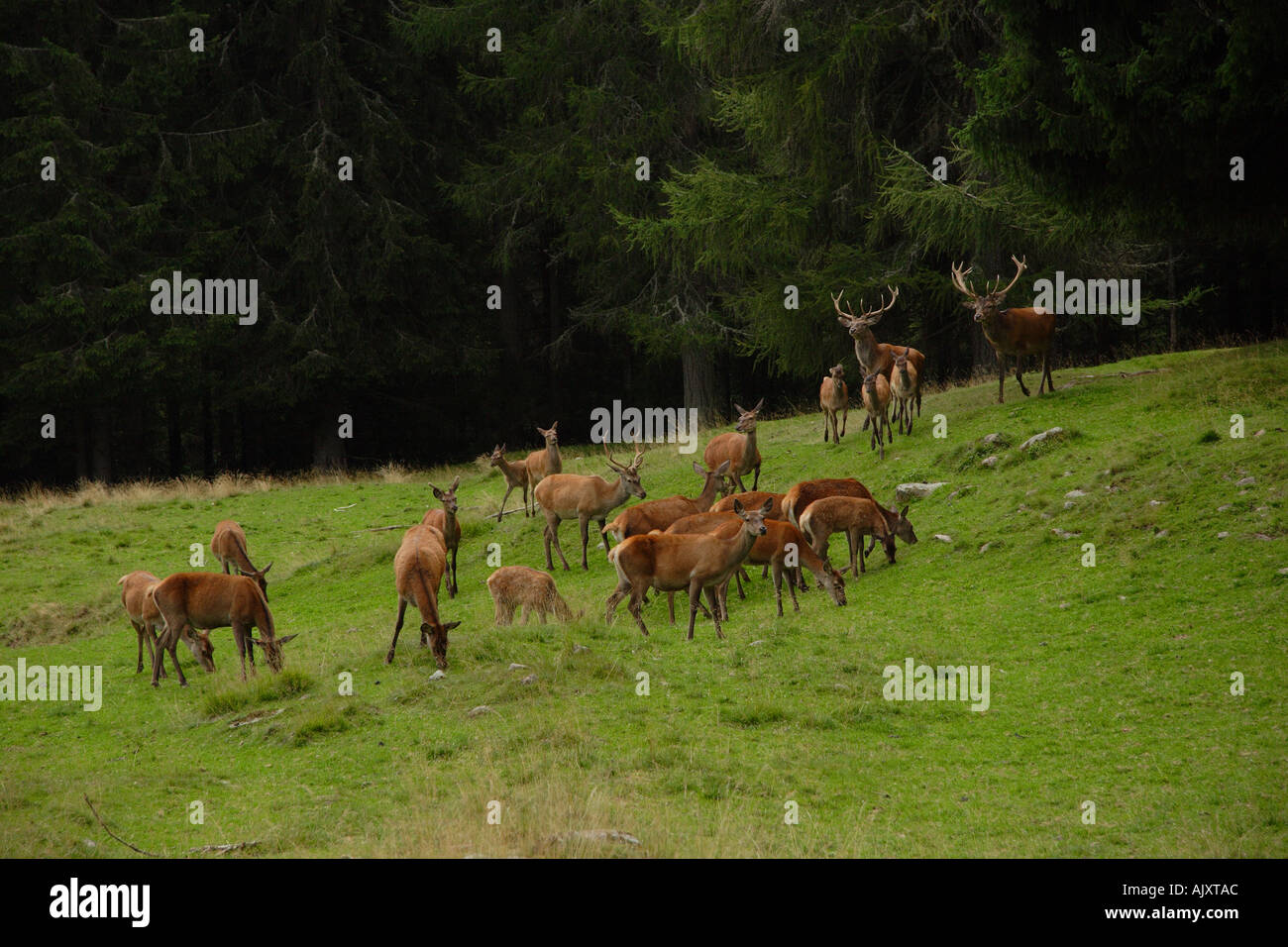 Paneveggio park regional of Trent Stock Photo - Alamy