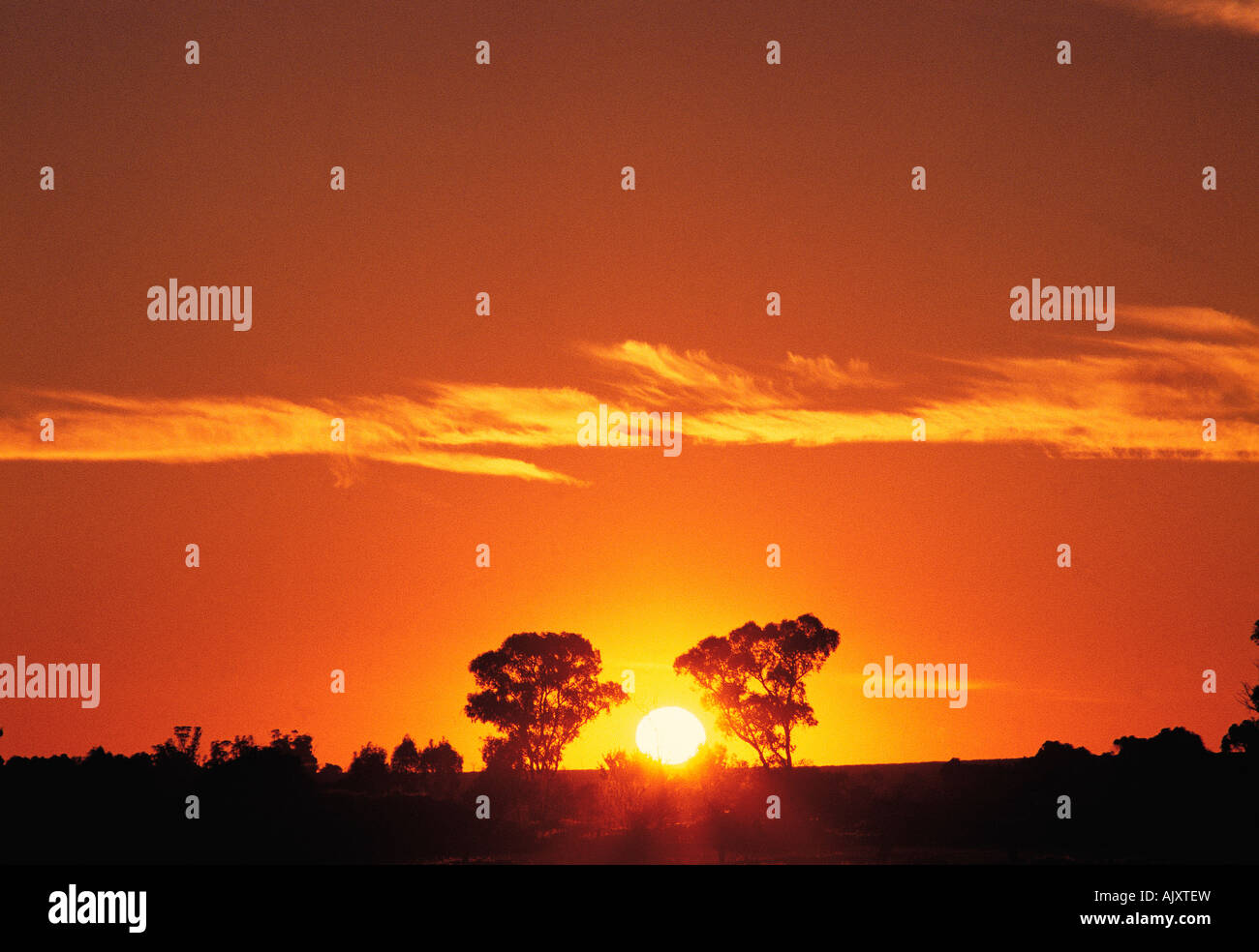 Sunset between trees Stock Photo - Alamy