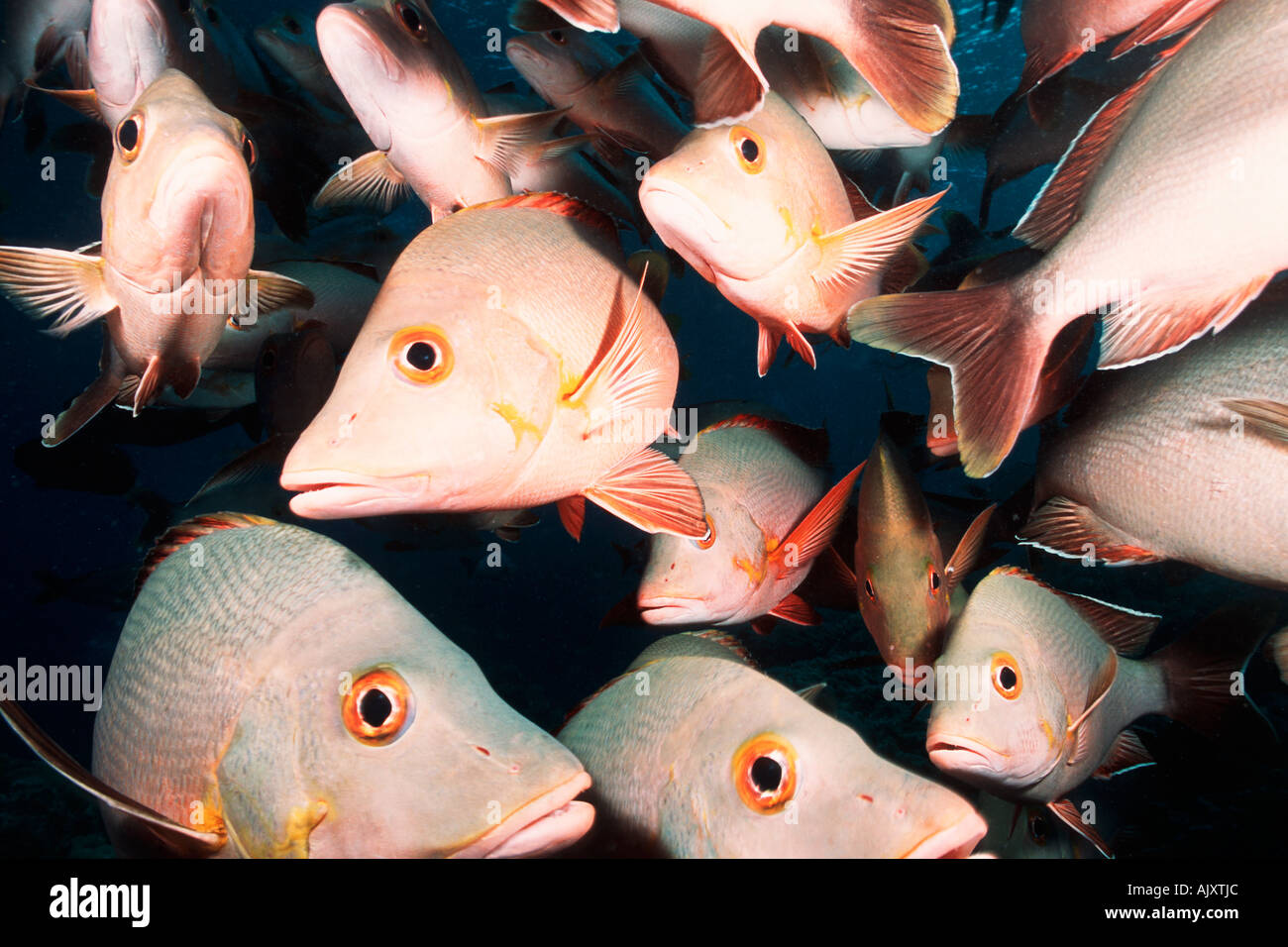 Humpback red snapper lutjanus gibbus hi-res stock photography and ...