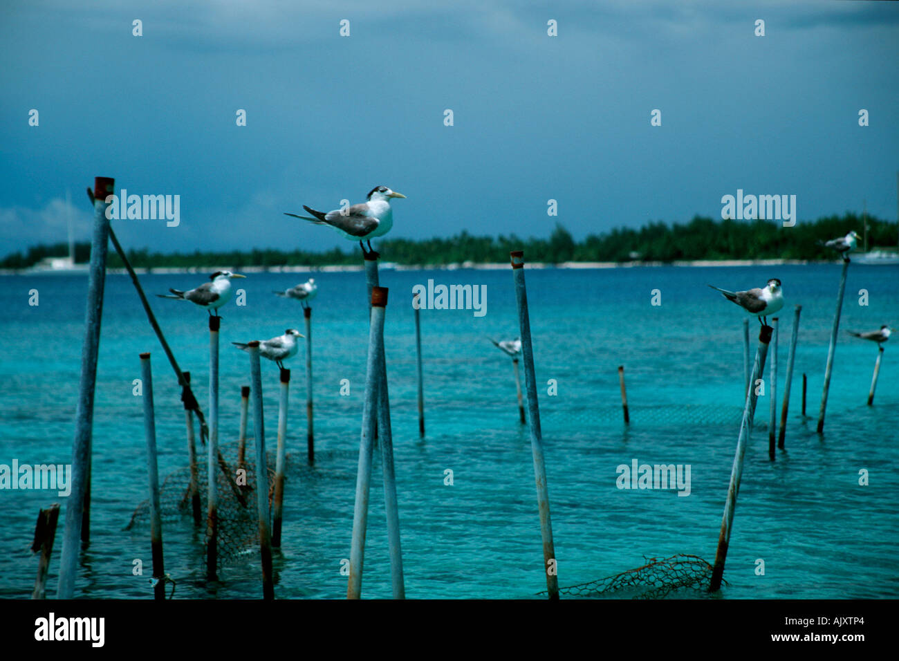 Tahitian fish trap with great crested terns Sterna birgii sitting on ...