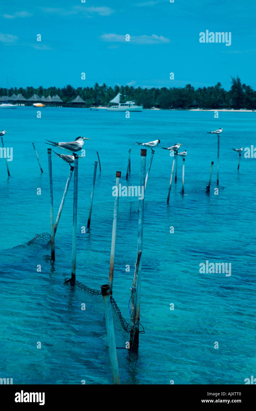 Tahitian fish trap with great crested terns Sterna birgii sitting on ...